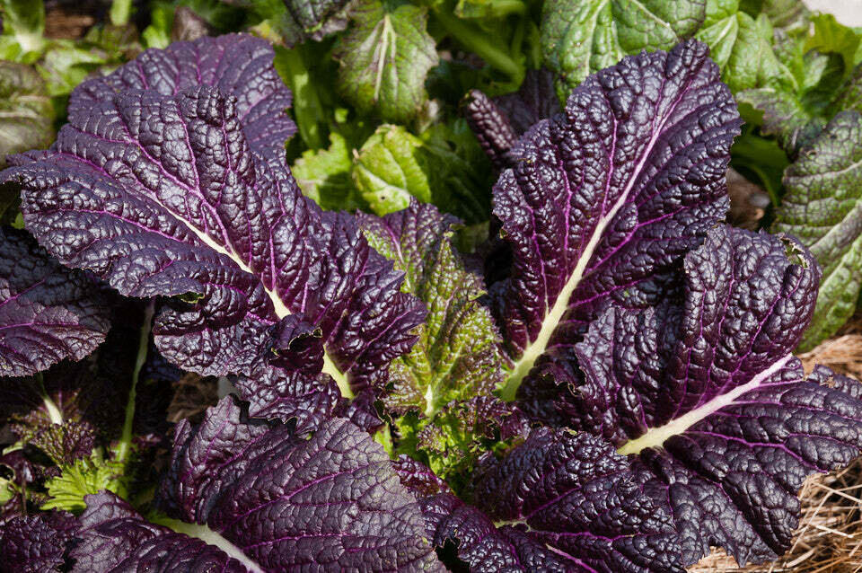 Japanese Giant Red Mustard – Stargazer Exotics
