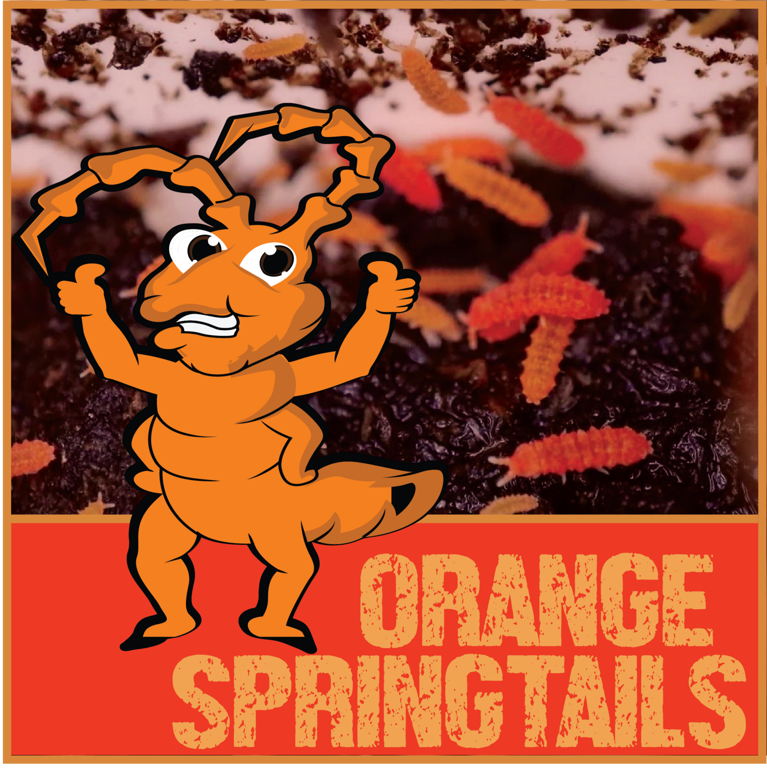 Spanish Orange Springtails (Yuukianura aphoruroides) – Stargazer Exotics