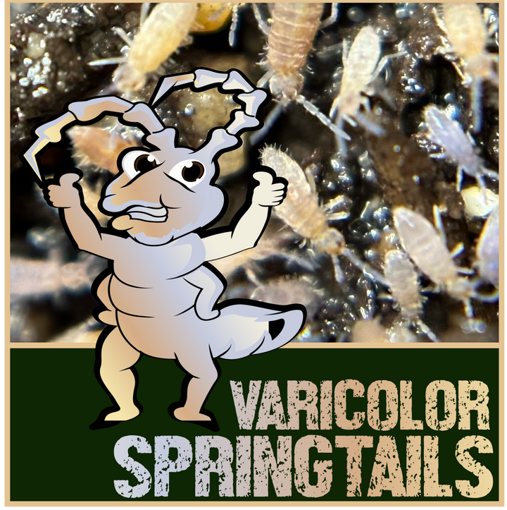 Springtails - Stargazer Exotics - Reptile Store - Canada