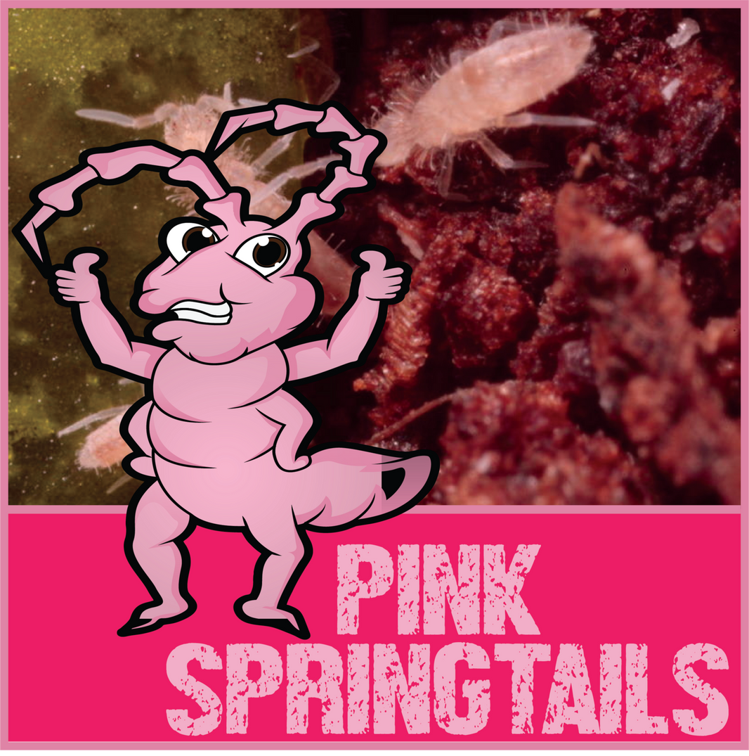 Springtails - Stargazer Exotics - Reptile Store - Canada