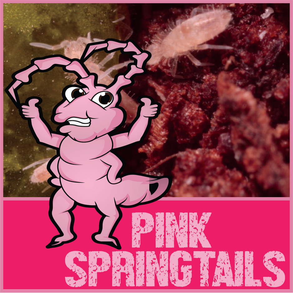 Springtails - Stargazer Exotics - Reptile Store - Canada