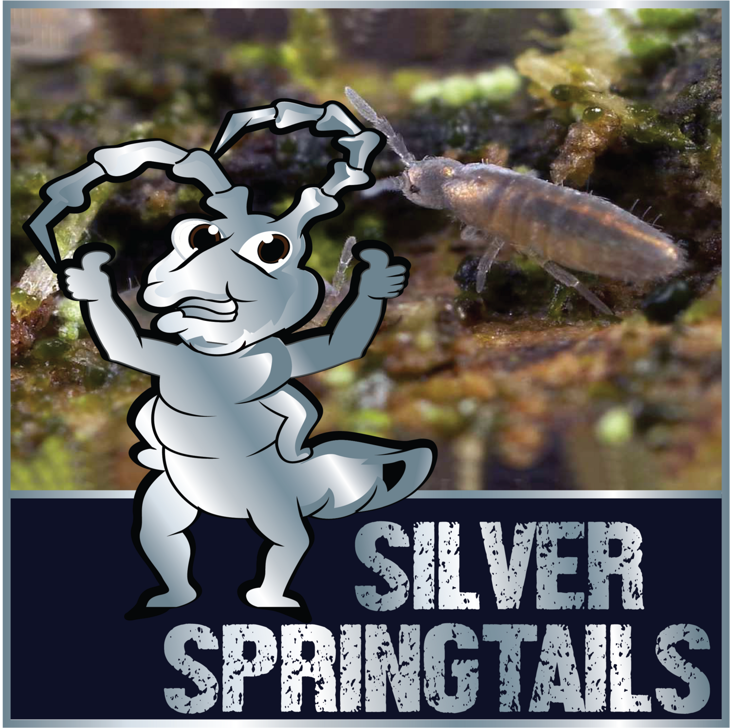 Springtails - Stargazer Exotics - Reptile Store - Canada