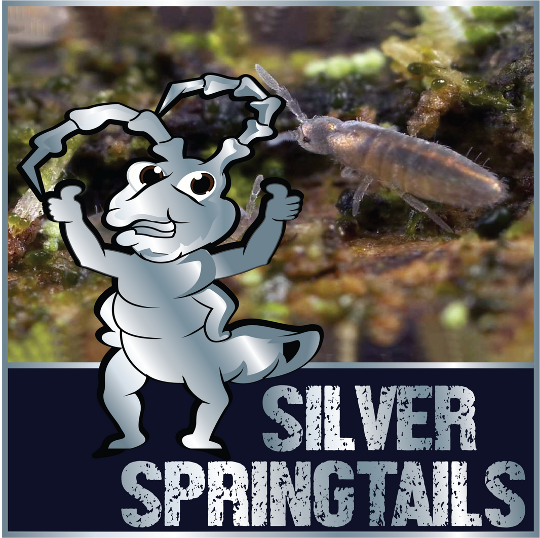 Springtails - Stargazer Exotics - Reptile Store - Canada