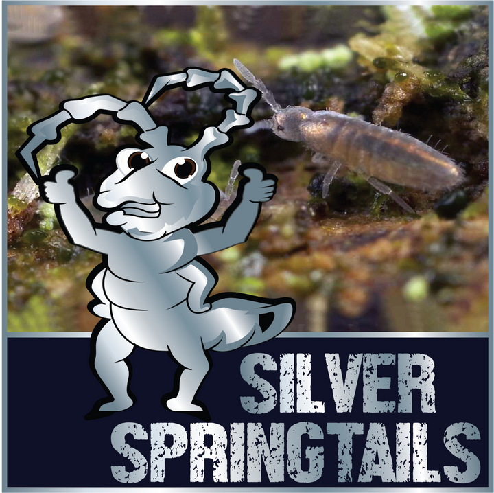 Springtails - Stargazer Exotics - Reptile Store - Canada