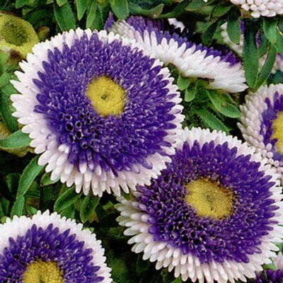 Blue Moon Dwarf Aster - Callistephus chinensis | Rare Plant Seeds ...