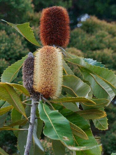 Broad-Leafed Swamp Banksia - Banksia robur | Rare Plant Seeds | Whimsy ...