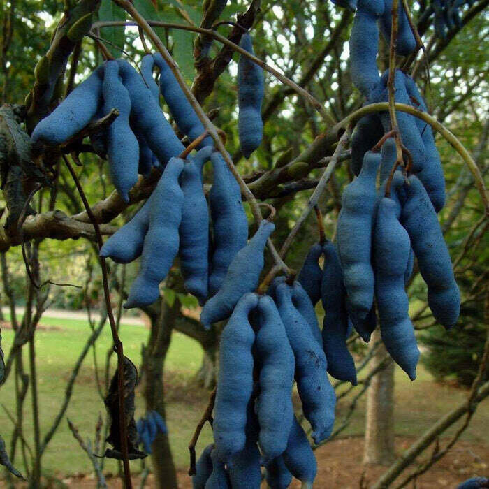 Dead Man's Fingers / Blue Bean Tree - Decaisnea insignis | Rare Plant ...