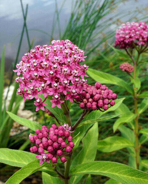 Rose Swamp Milkweed - Asclepias incarnata | Rare Plant Seeds | Whimsy ...