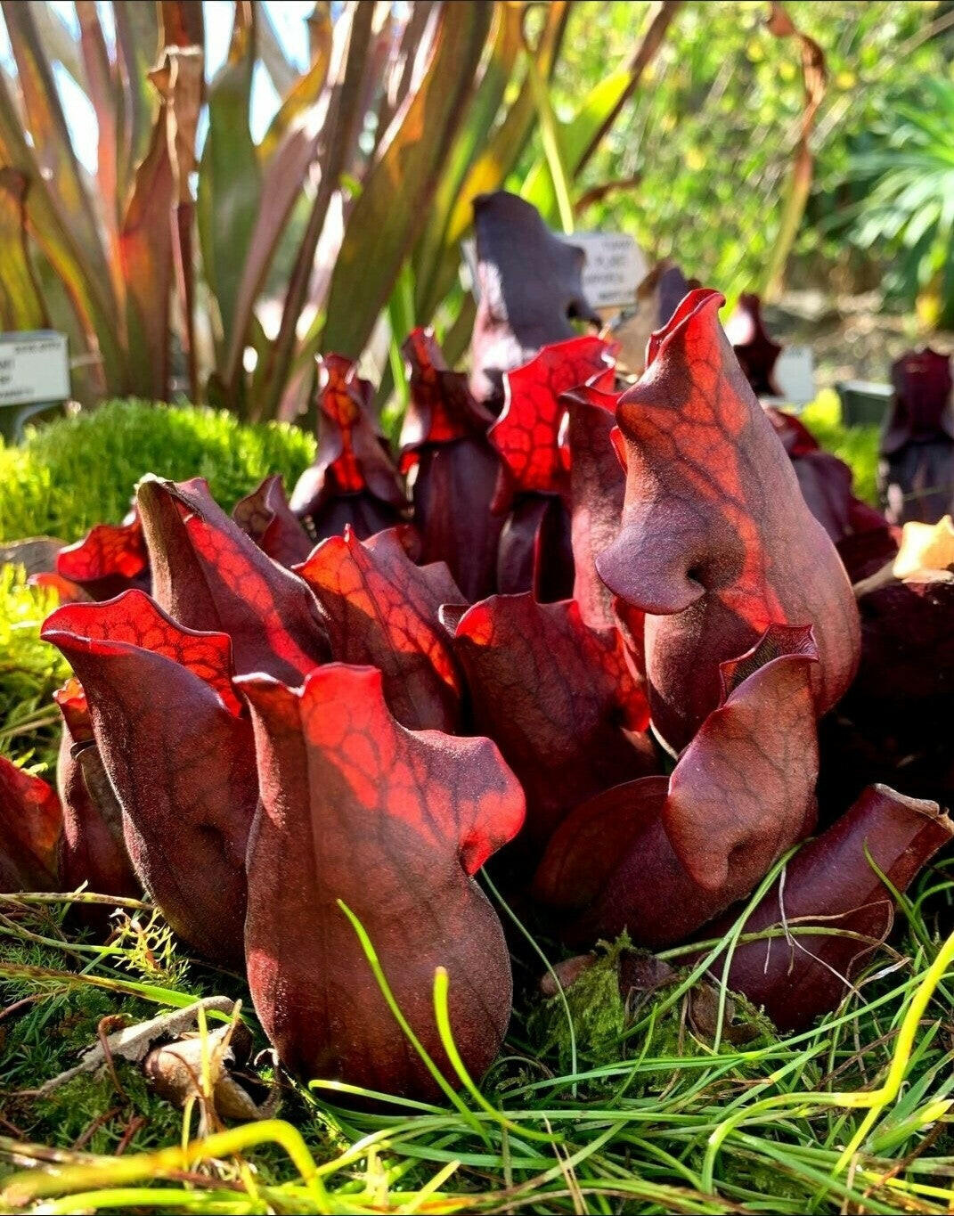 Purple Pitcher Plant - Sarracenia purpurea | Rare Plant Seeds | Whimsy ...
