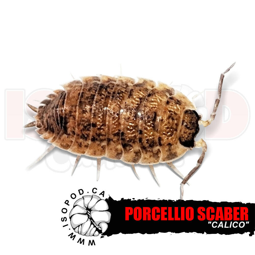 Porcellio scaber "Calico" Isopods In Canada – Stargazer Exotics