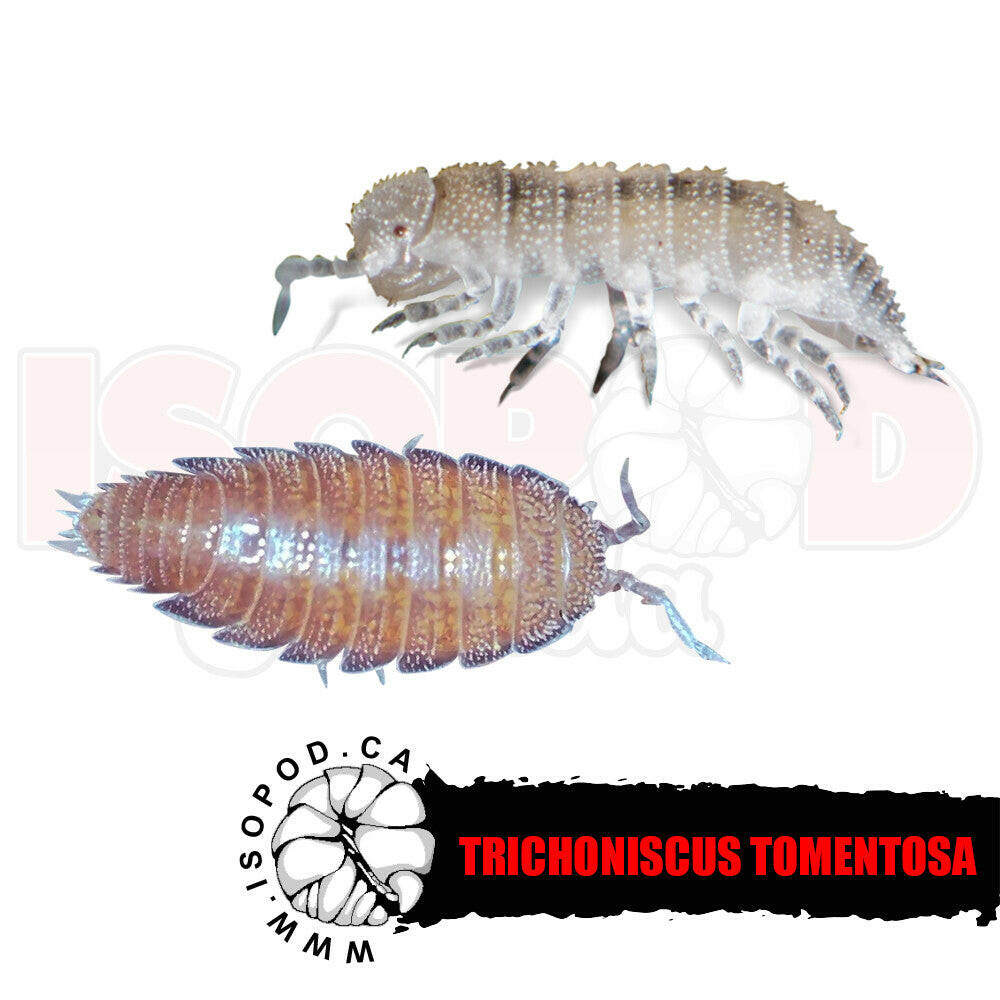 Dwarf Mixed Isopods In Canada – Stargazer Exotics