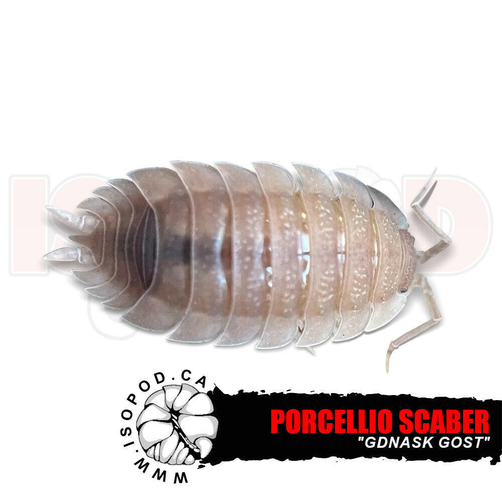 Porcellio scaber "Gdansk Ghost" Isopods In Canada – Stargazer Exotics