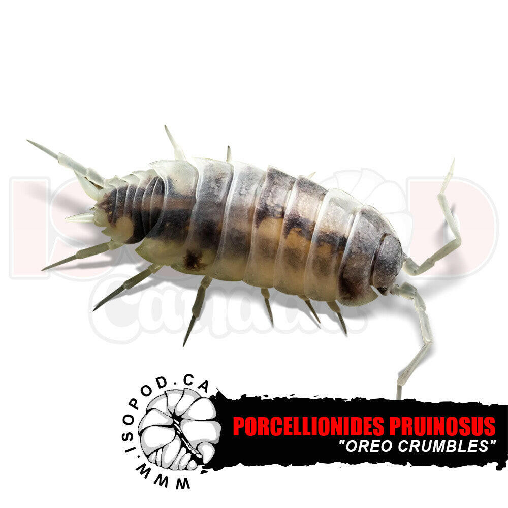 Oreo Crumbles" Isopods (Porcellio pruinosus) In Canada – Stargazer Exotics
