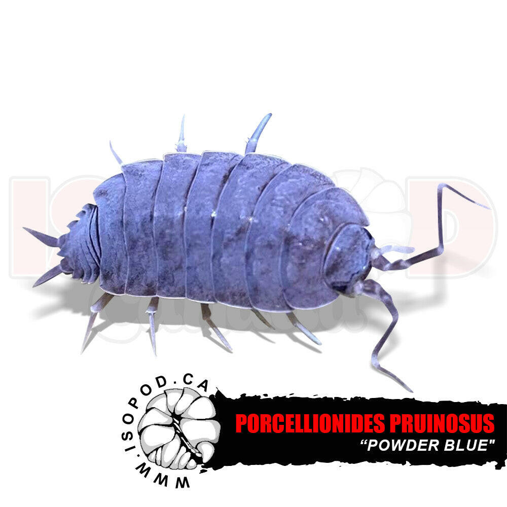 Porcellionides pruinosus “Powder Blue" Isopods In Canada – Stargazer ...
