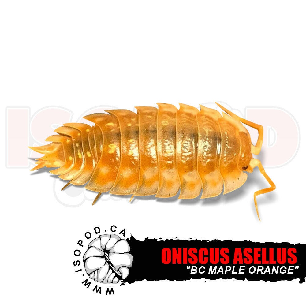 Oniscus Asellus "BC Maple Orange" Isopods in Canada – Stargazer Exotics