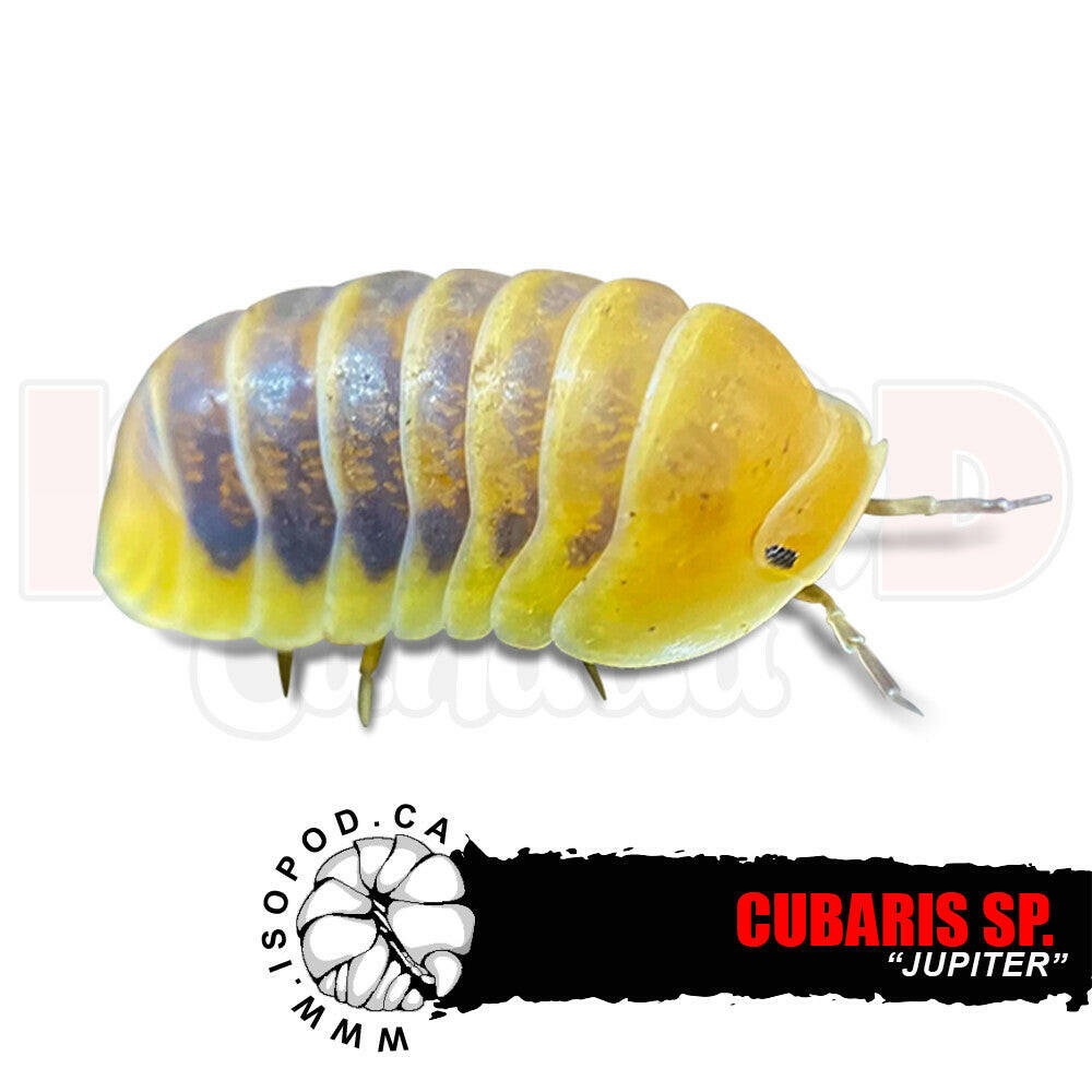 Jupiter (Cubaris sp. 'Jupiter') Isopods In Canada – Stargazer Exotics