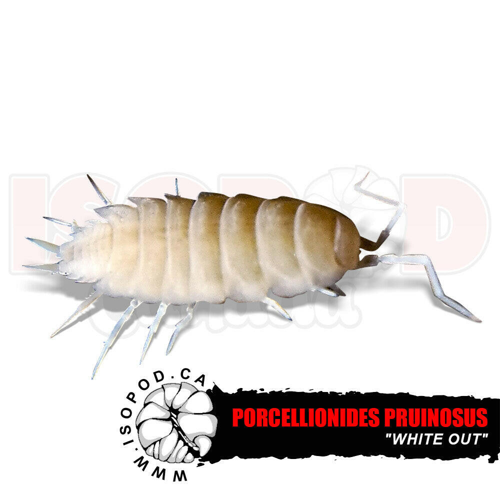 Porcellionides pruinosus "White Out" isopods in Canada – Stargazer Exotics