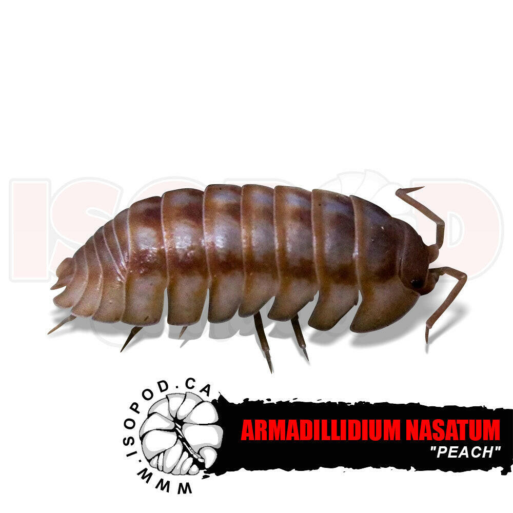Armadillidium nasatum "Peach" Isopods in Canada – Stargazer Exotics