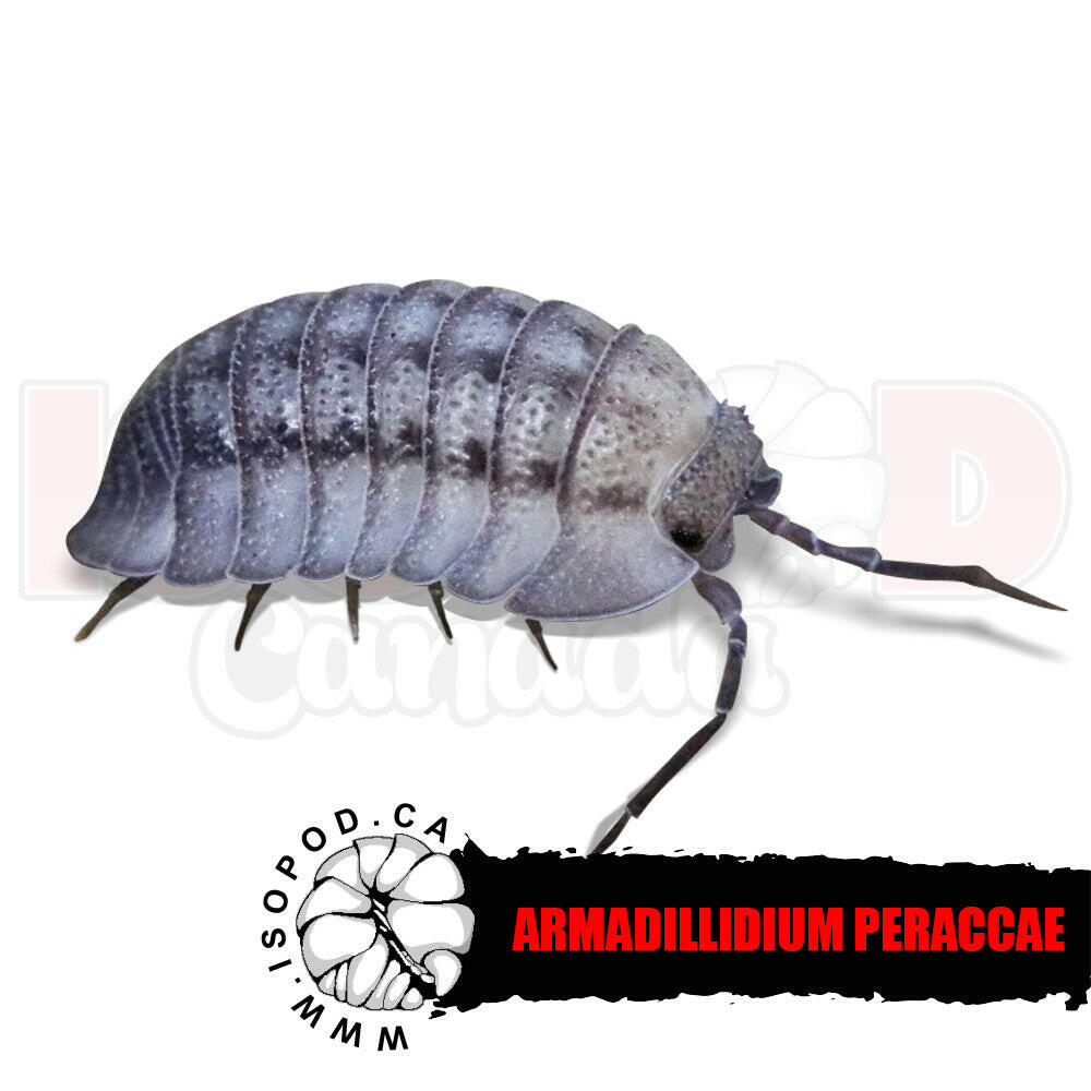 Armadillidium peraccae isopods in Canada – Stargazer Exotics
