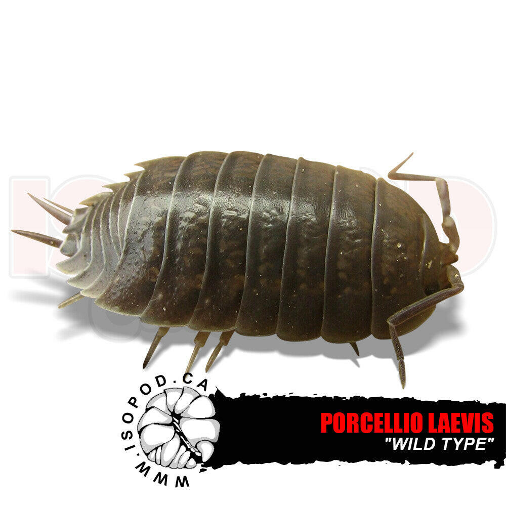 Smooth Grey (Porcellio laevis) Isopods in Canada – Stargazer Exotics
