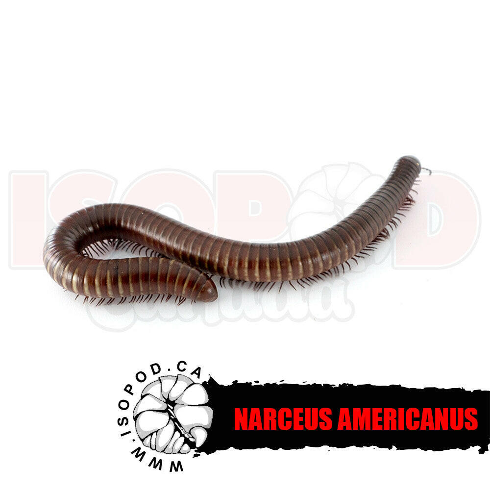 Giant Pink Foot Millipede (Narceus americanus) in Canada – Stargazer ...