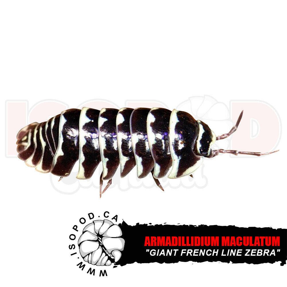 French Giant Zebra Isopods (Armadillidium muculatum) in Canada ...