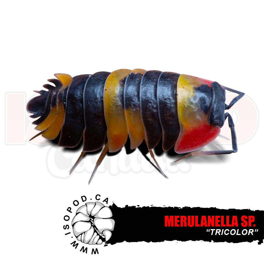 Merulanella sp. “Tricolor” Isopods in Canada – Stargazer Exotics