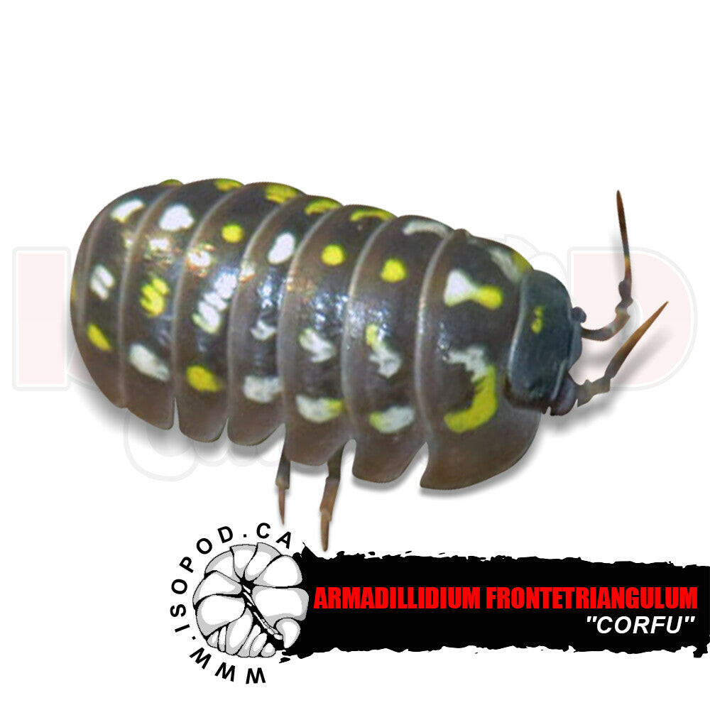 Armadillidium frontetriangulum Isopods in Canada – Stargazer Exotics