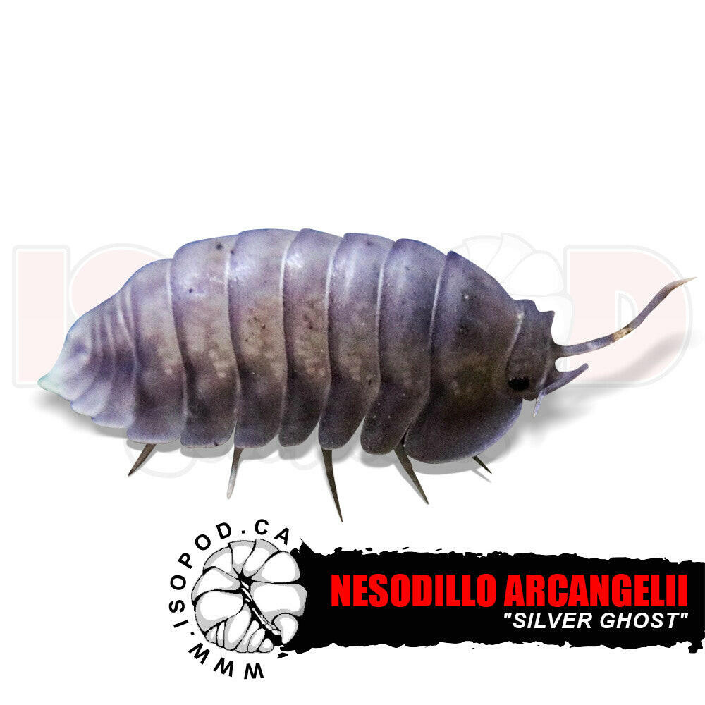 Silver Ghost Isopods in Canada ( Nesodillo Arcangelii/ Cubaris "Silver ...