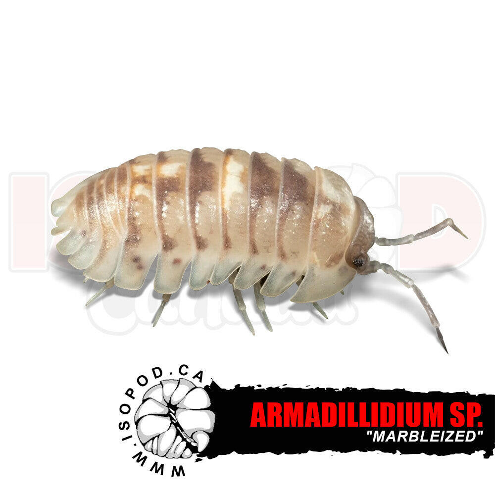 Armadillidium c.f. espanyoli “Marbelized” Isopods in Canada – Stargazer ...