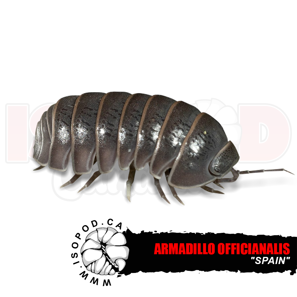 Armadillidium officinalis / Armadillo officinalis isopods in Canada ...