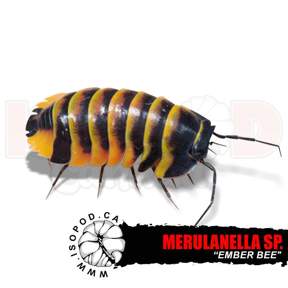 Ember Bee Isopods in Canada – Stargazer Exotics