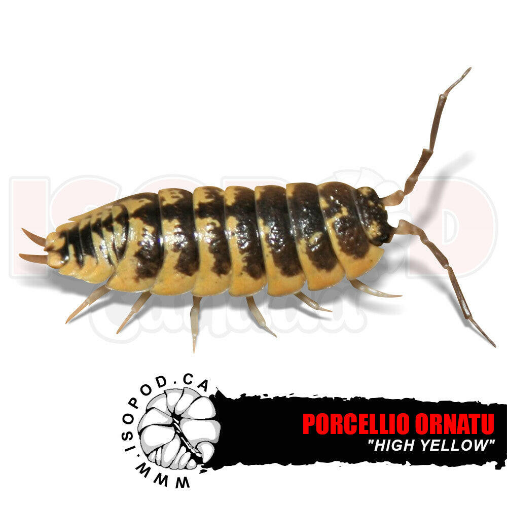 Porcellio ornatus ''High Yellow'' isopods in Canada – Stargazer Exotics