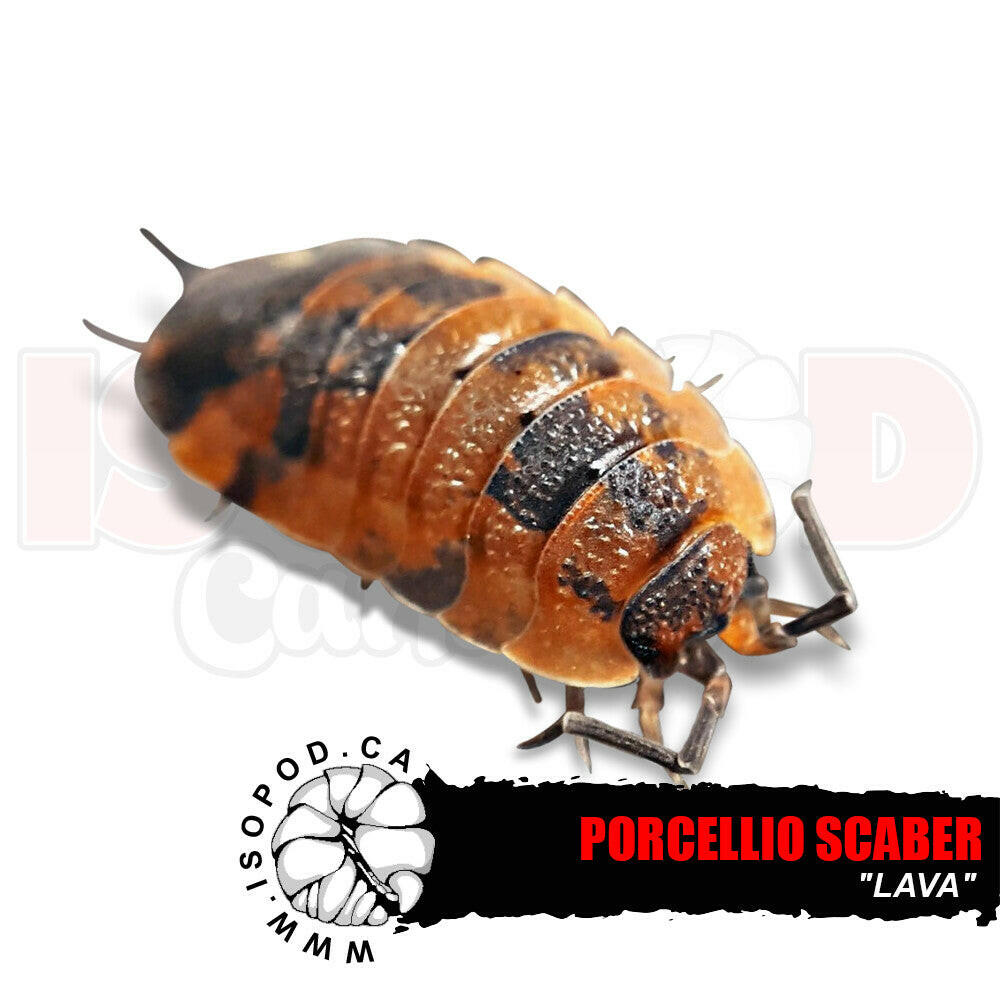 Porcellio scaber "Lava" Isopods in Canada – Stargazer Exotics
