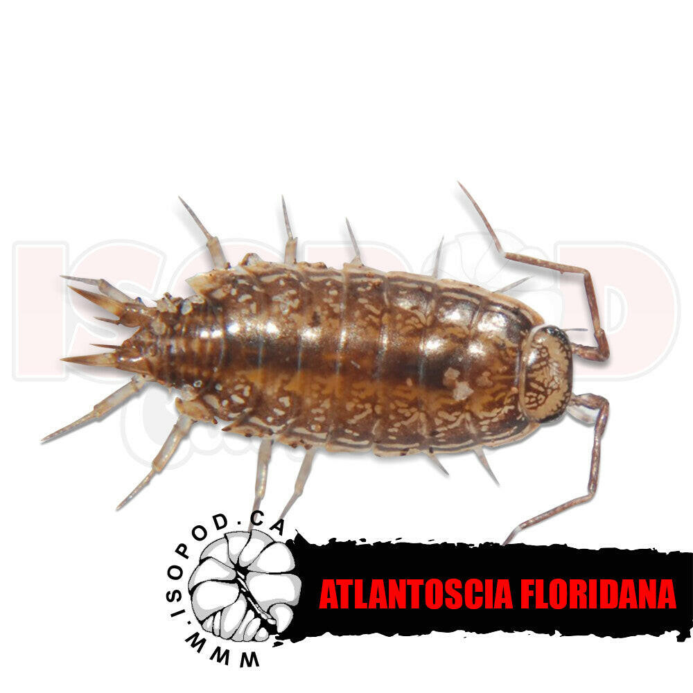 Florida Fast (Atlantoscia floridana) Isopods in Canada – Stargazer Exotics