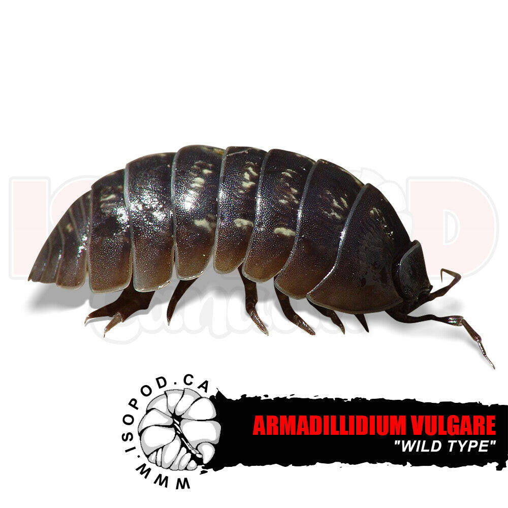 Armadillidium vulgare - "Roly Poly" Isopods in Canada – Stargazer Exotics