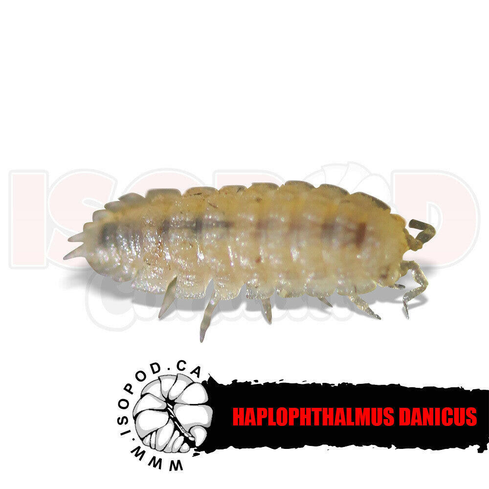 Cave (Haplophthalmus danicus) Isopods In Canada – Stargazer Exotics
