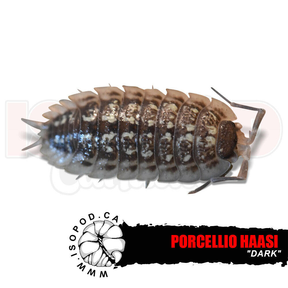 Porcellio Hassi "Dark Form" Isopods in Canada – Stargazer Exotics