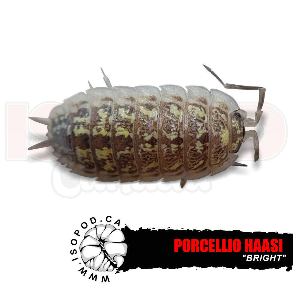 Porcellio Hassi "Bright Form" Isopods in Canada – Stargazer Exotics