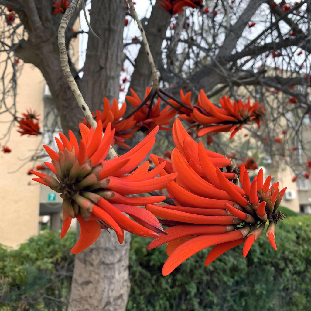 Kaffir Coral Tree - Erythrina caffra | Rare Plant Seeds | Whimsy and ...