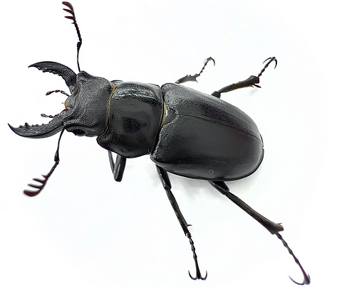 Smooth Stag Beetle (Lucanus placidus) in Canada – Stargazer Exotics