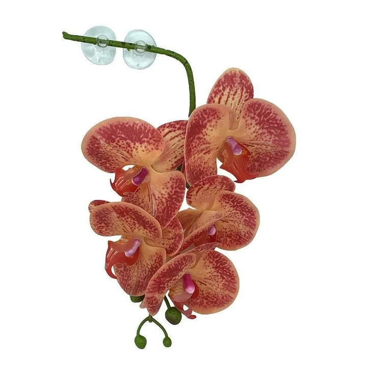 Pangea Hanging Orange & Yellow Orchid | Stargazer Exotics