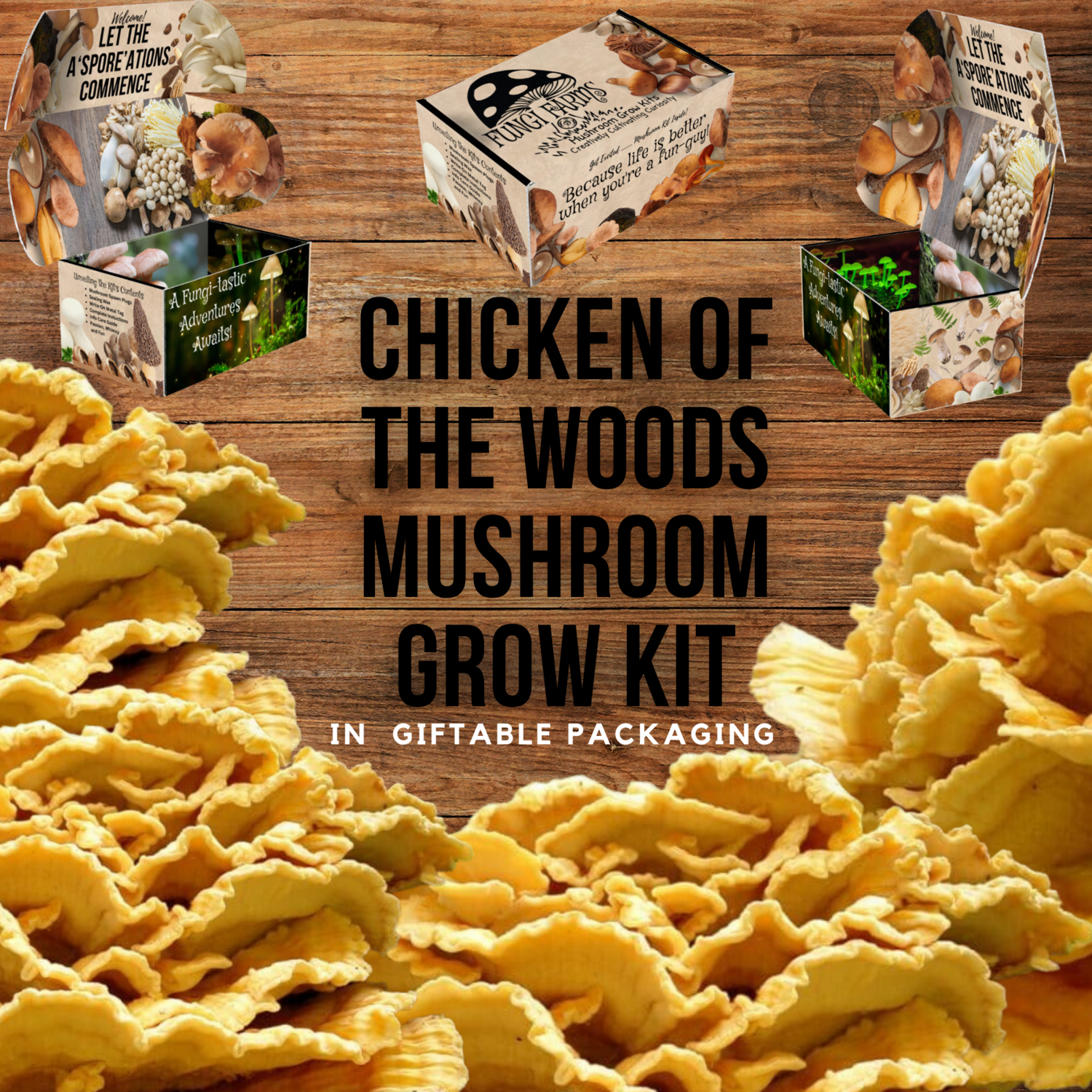 Chicken of the Woods Mushroom Kit | Stargazer Exotics