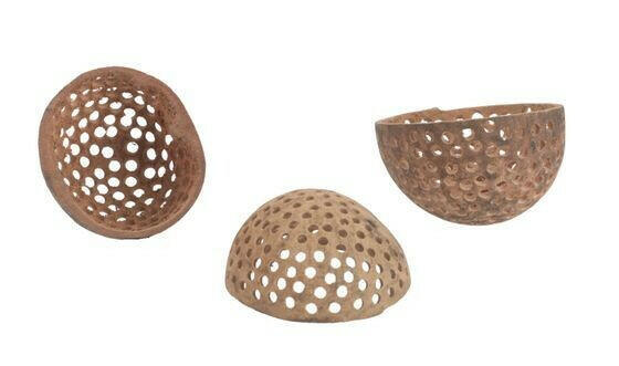 Perforated Bell Cup | Stargazer Exotics