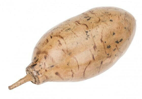 Whole Baobab Pod | Unique African Décor | Stargazer Exotics