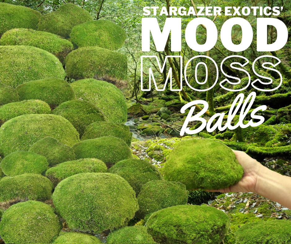 Mood Moss Balls | Stargazer Exotics