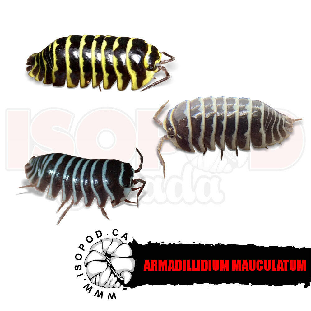 Mixed Zebra Isopods In Canada – Stargazer Exotics
