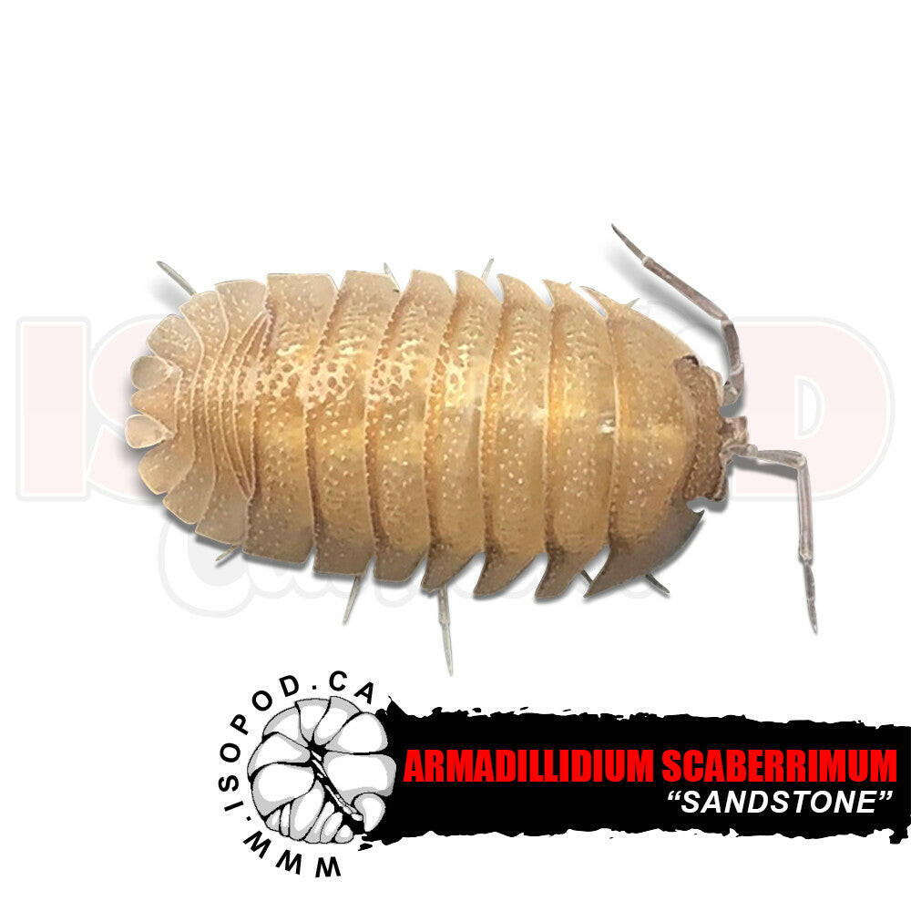 Sandstone Isopods (Armadillidium scaberrimum "Sandstone") In Canada ...