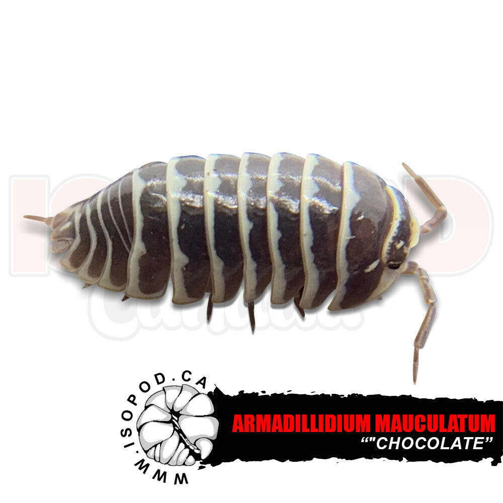 Chocolate Zebra (Armadillidium mauculatum "Chocolate") Isopods In ...