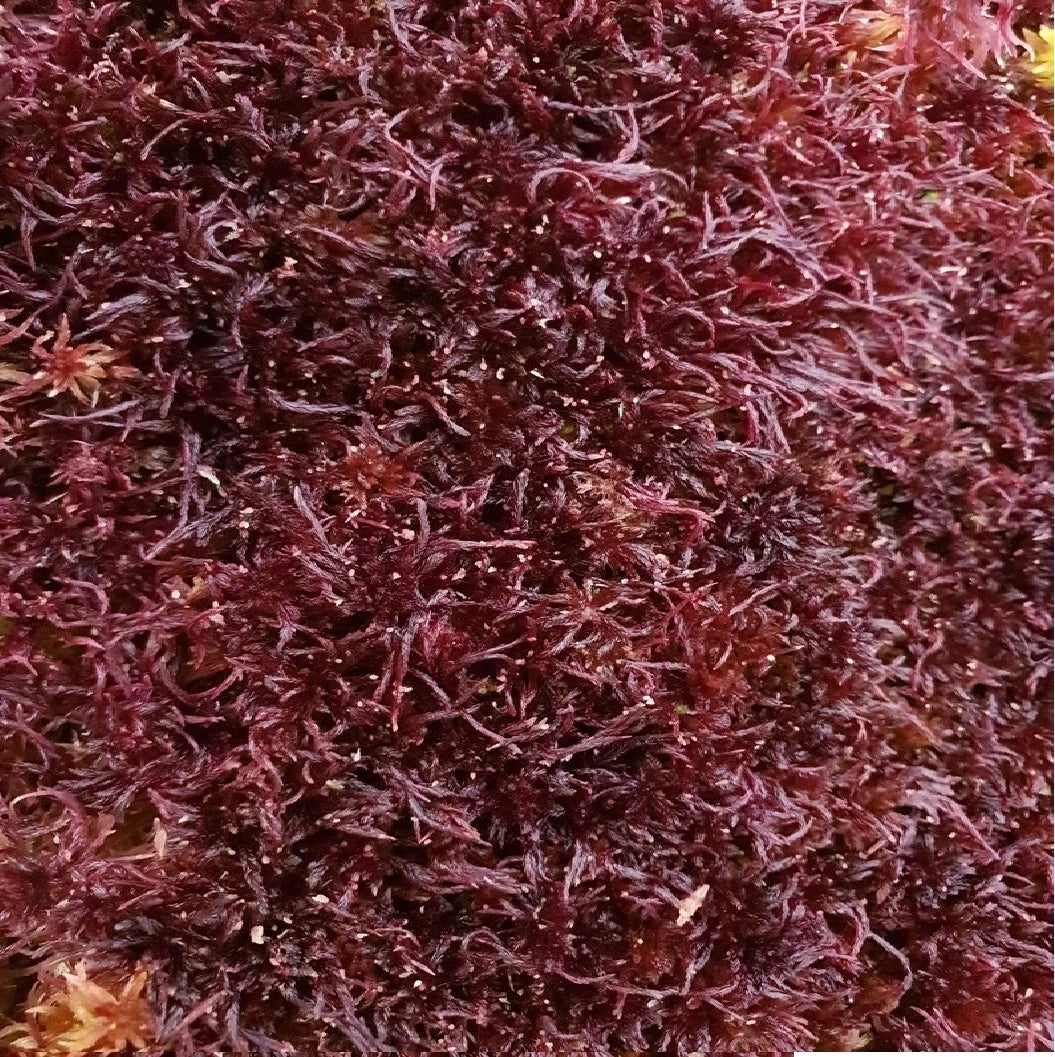 LIVE SPHAGNUM MOSS – Stargazer Exotics
